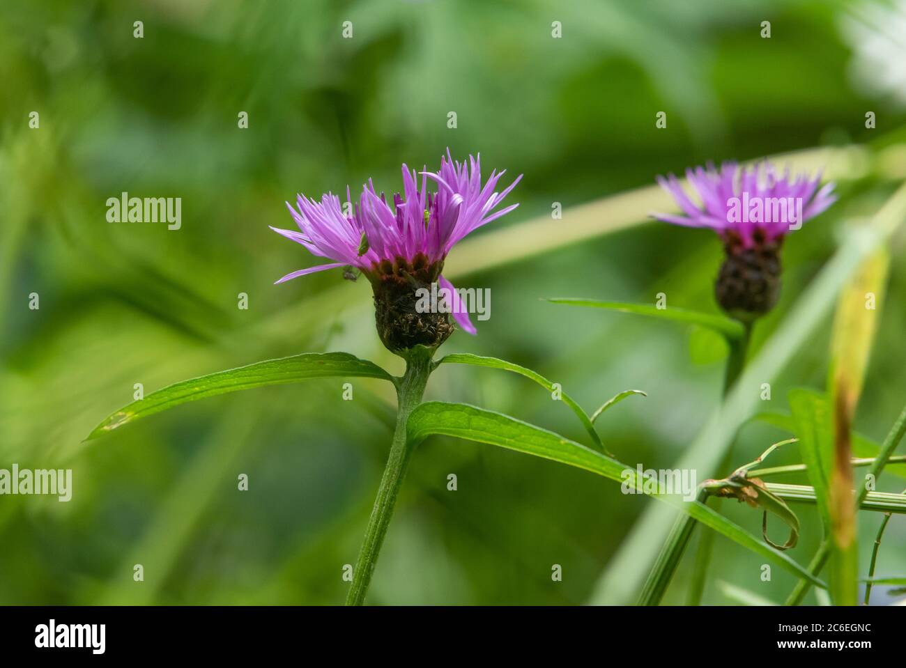 Lesser knapweed flower, Chipping, Preston, Lancashire, England, UK ...