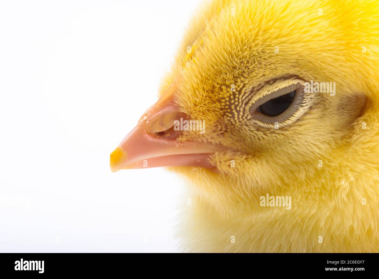 Little yellow chick Stock Photo - Alamy