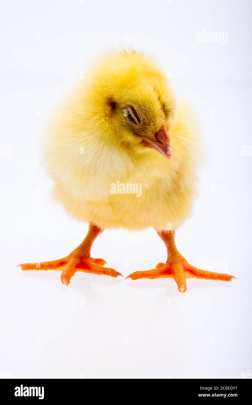 Little yellow chick Stock Photo - Alamy