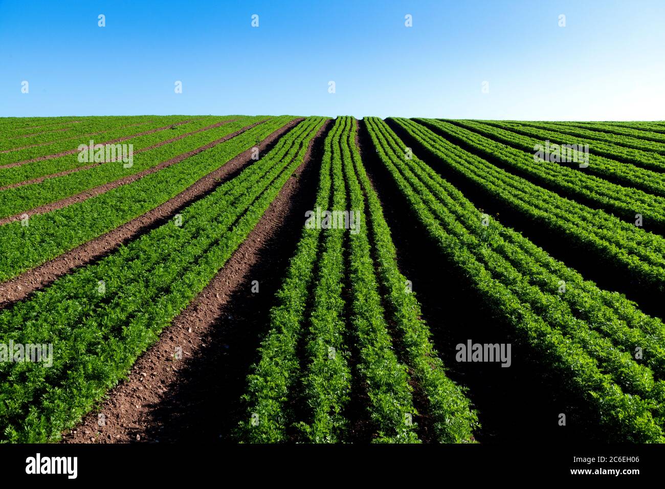 Rows of carrots hi-res stock photography and images - Alamy