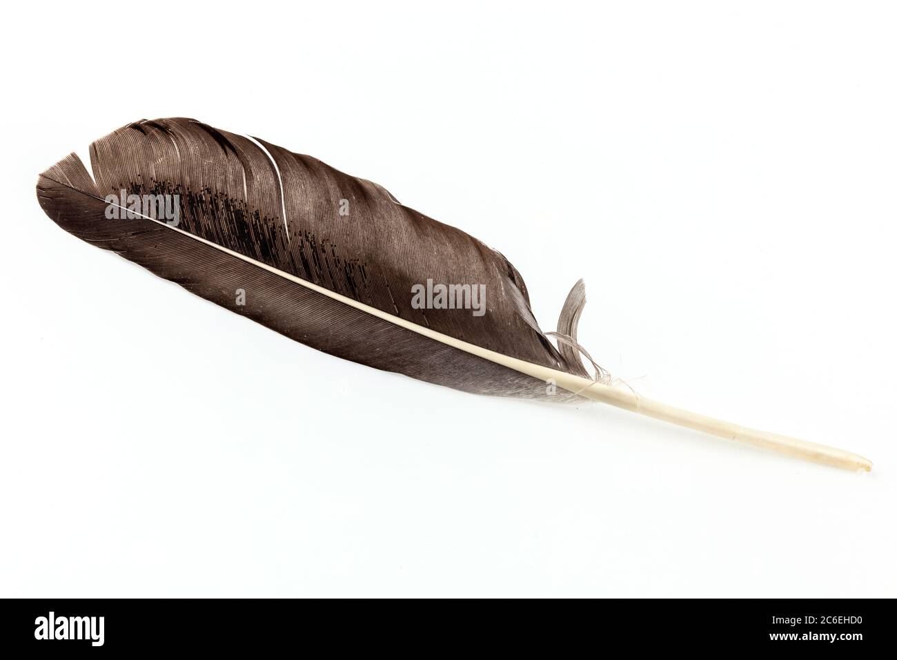 Wild bird feather isolated on white Stock Photo - Alamy