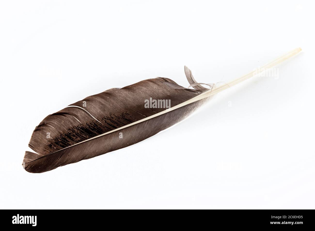 Wild bird feather isolated on white Stock Photo - Alamy