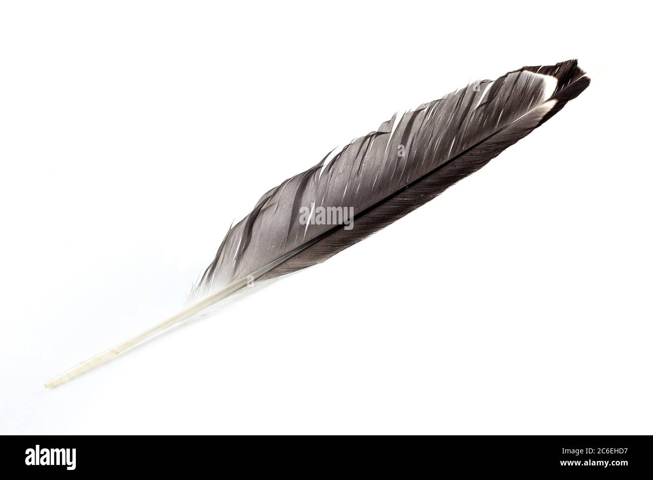 Wild bird feather isolated on white Stock Photo - Alamy