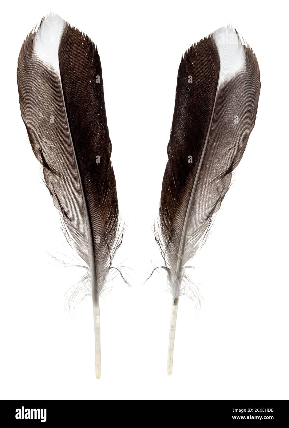 Wild bird feather isolated on white Stock Photo - Alamy