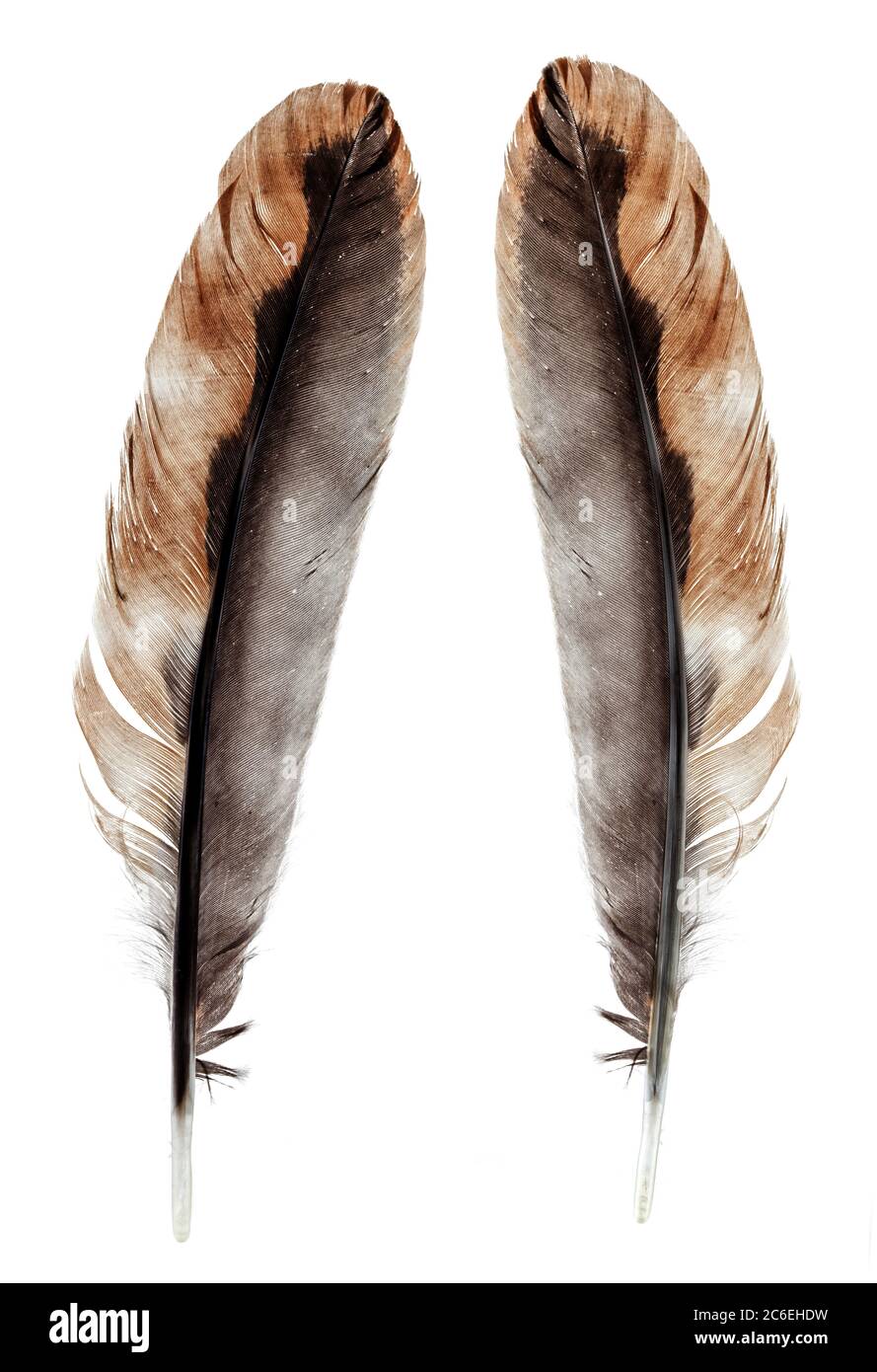 Wild bird feather isolated on white Stock Photo - Alamy