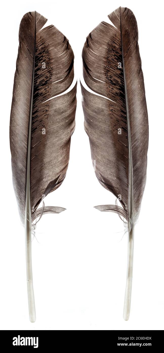 Wild bird feather isolated on white Stock Photo - Alamy