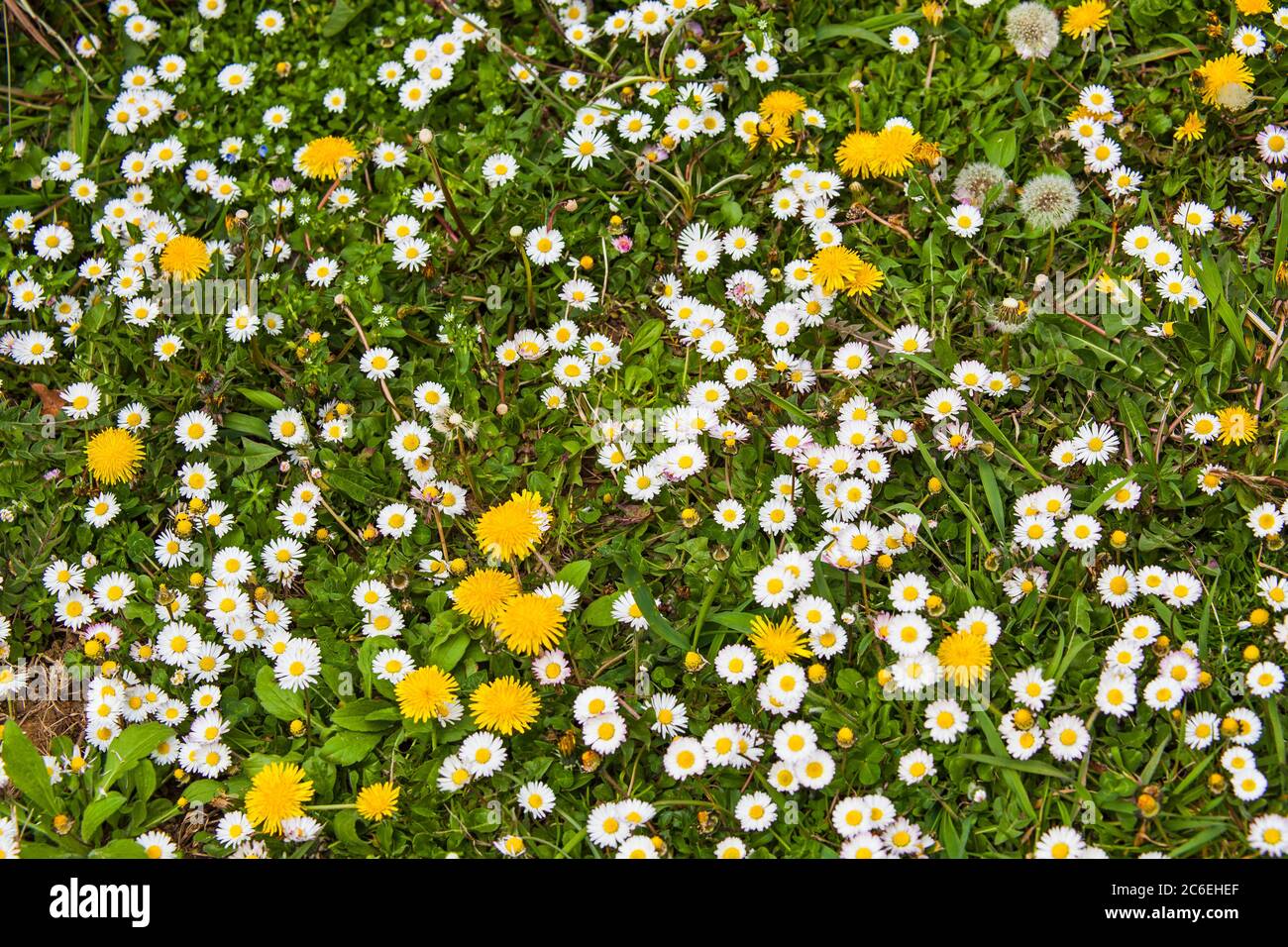 Flowery plain hi-res stock photography and images - Alamy