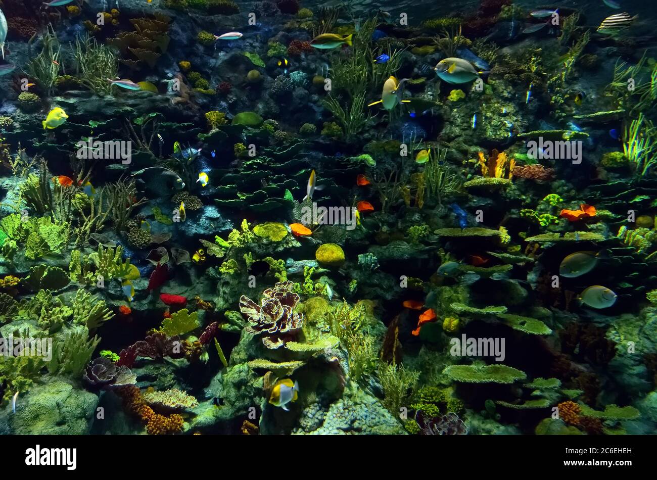 Colorful coral reef teeming hi-res stock photography and images - Alamy