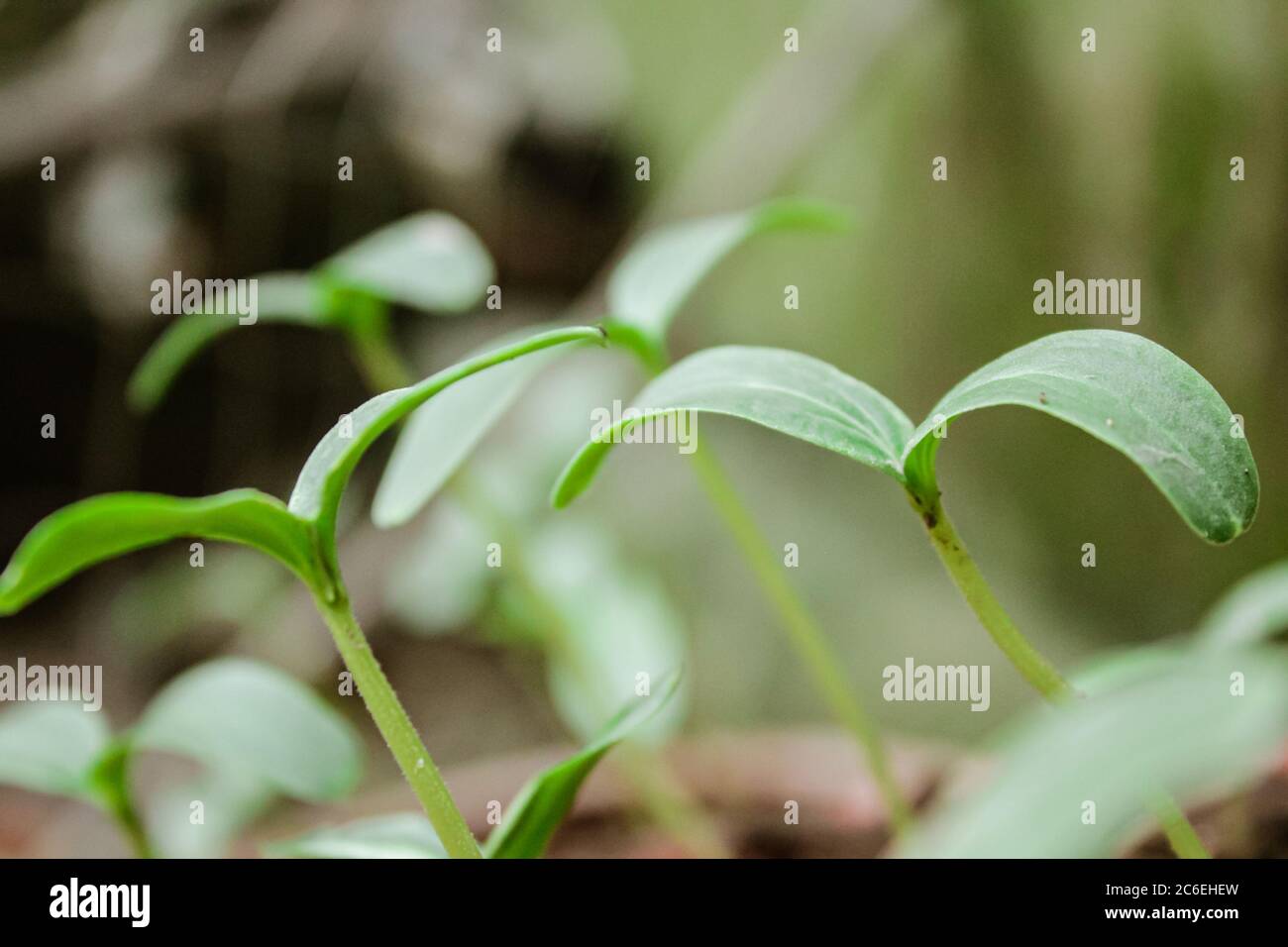 Tree life cycle diagram hi-res stock photography and images - Alamy