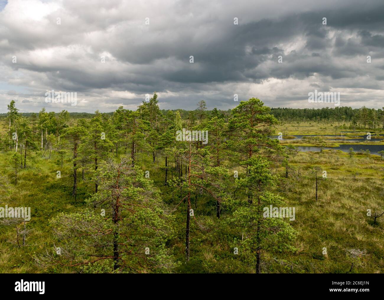 traditional bog vegetation background, bog grass, plants, water, moss ...