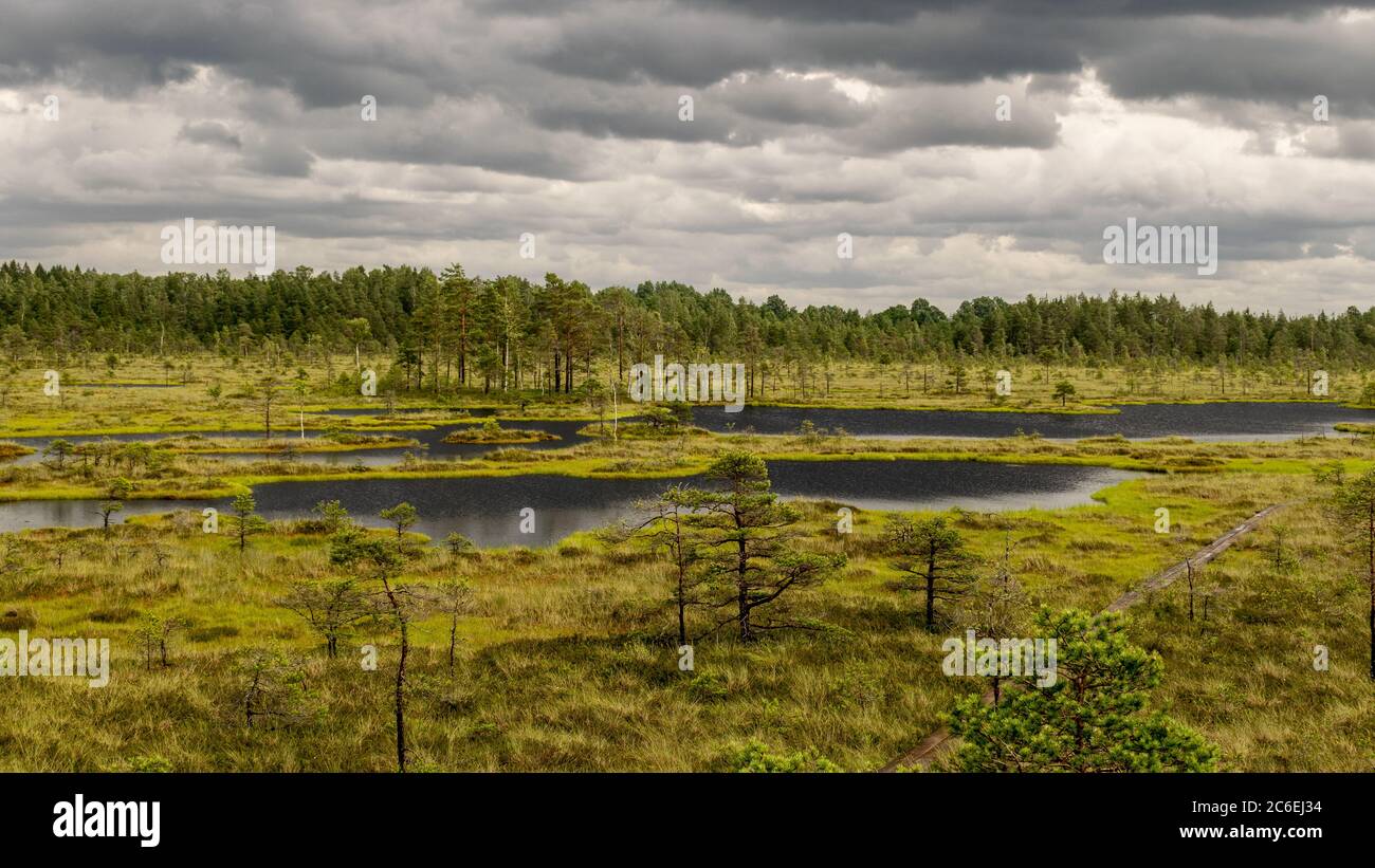 traditional bog vegetation background, bog grass, plants, water, moss ...