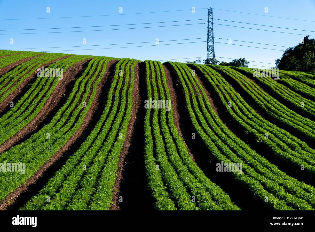 Rows of carrots hi-res stock photography and images - Alamy