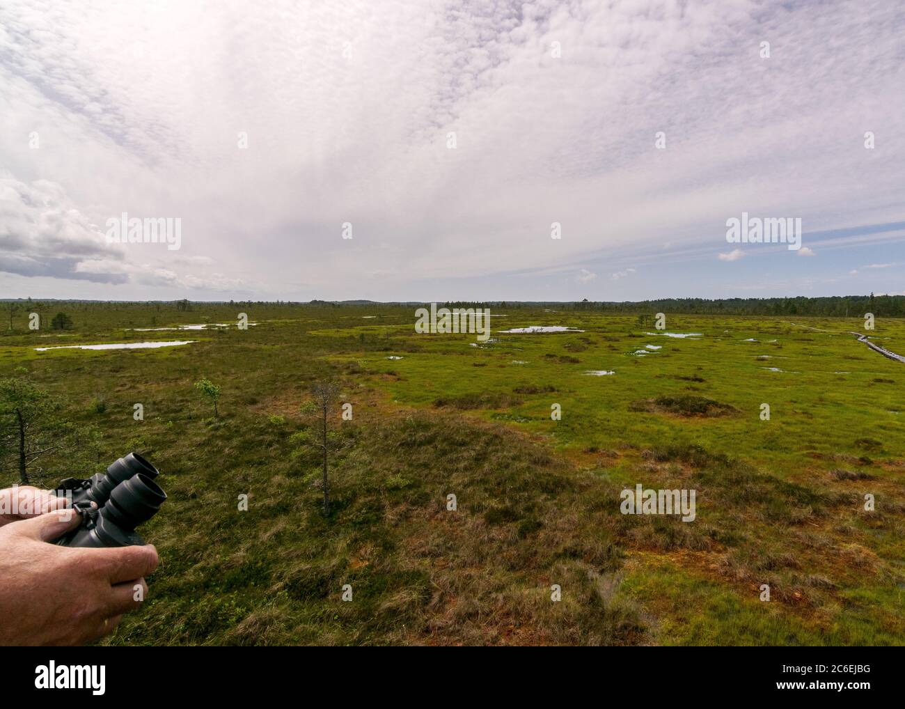 Traditional bog landscape on a summer day, bog vegetation, windy ...