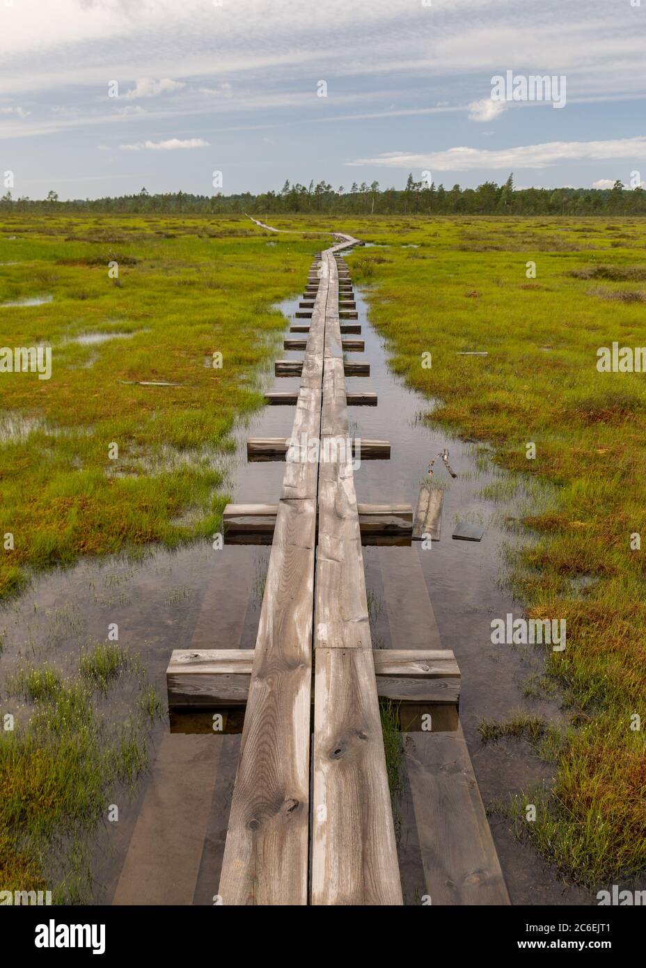 landscape with wooden wet pathway through swamp wetlands with small ...