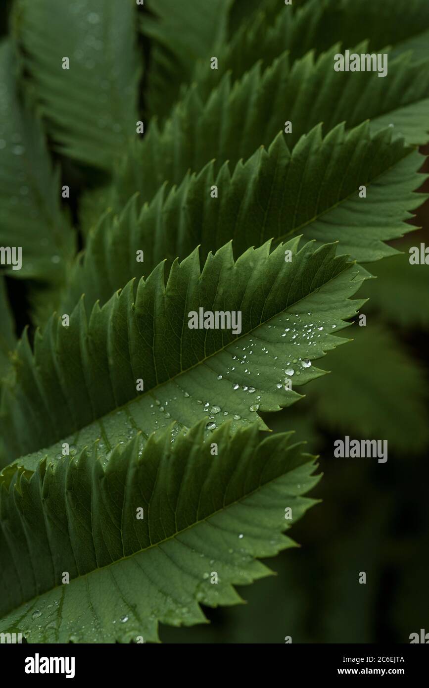 Melianthus major leaves hi-res stock photography and images - Alamy