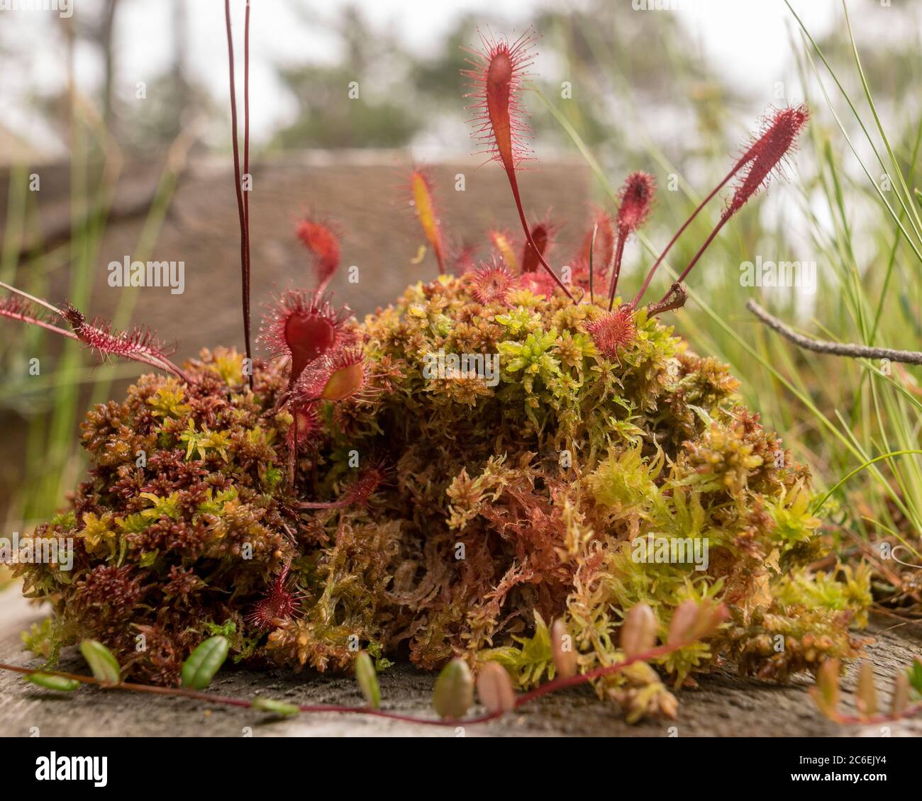 traditional bog vegetation background, bog grass, plants, water, moss ...