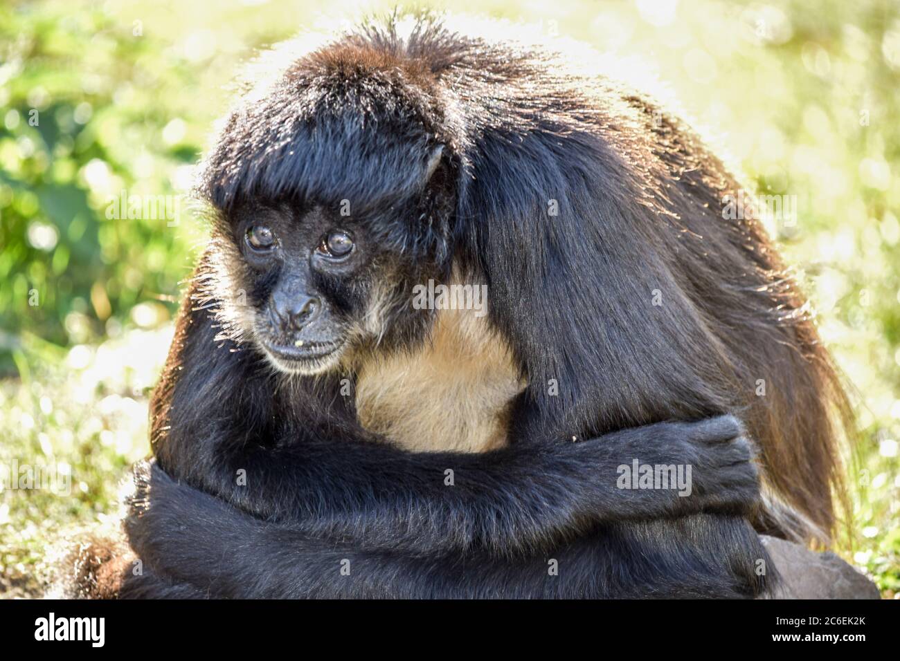 Chimp arms hi-res stock photography and images - Alamy