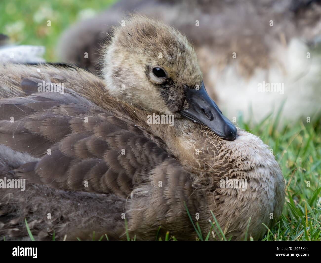 Baby gosling goose up close laying in the grass with brown feathers ...