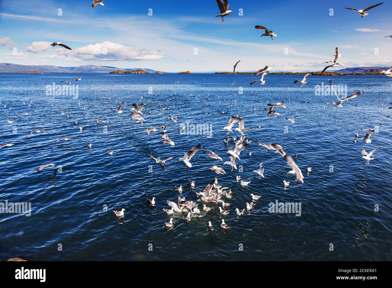 Swarm of seagulls hi-res stock photography and images - Alamy
