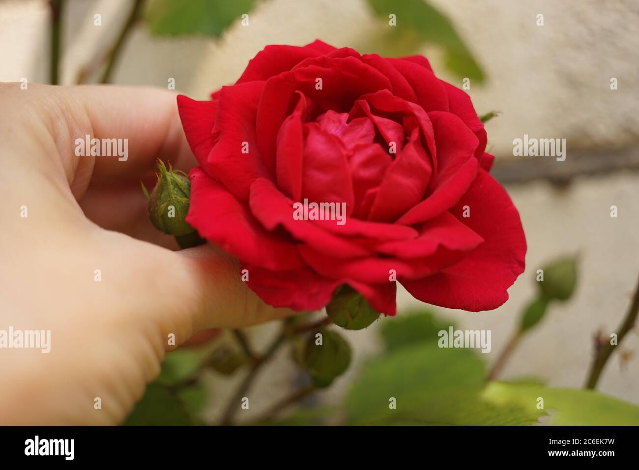 Female hand touch a red rose growing in a summer garden Stock Photo - Alamy