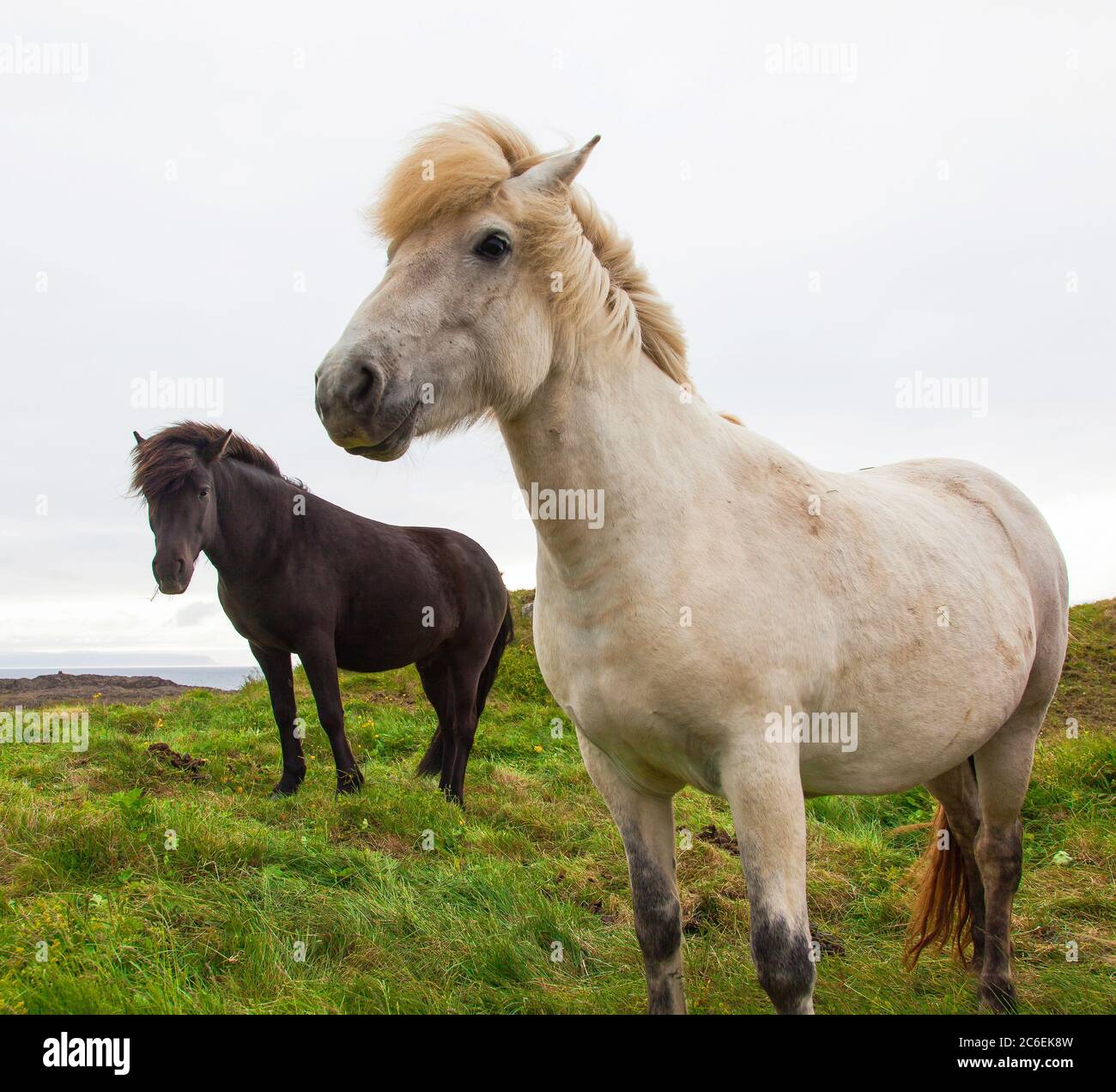 Authentic Icelandic horse, beautiful friendly animal Stock Photo - Alamy