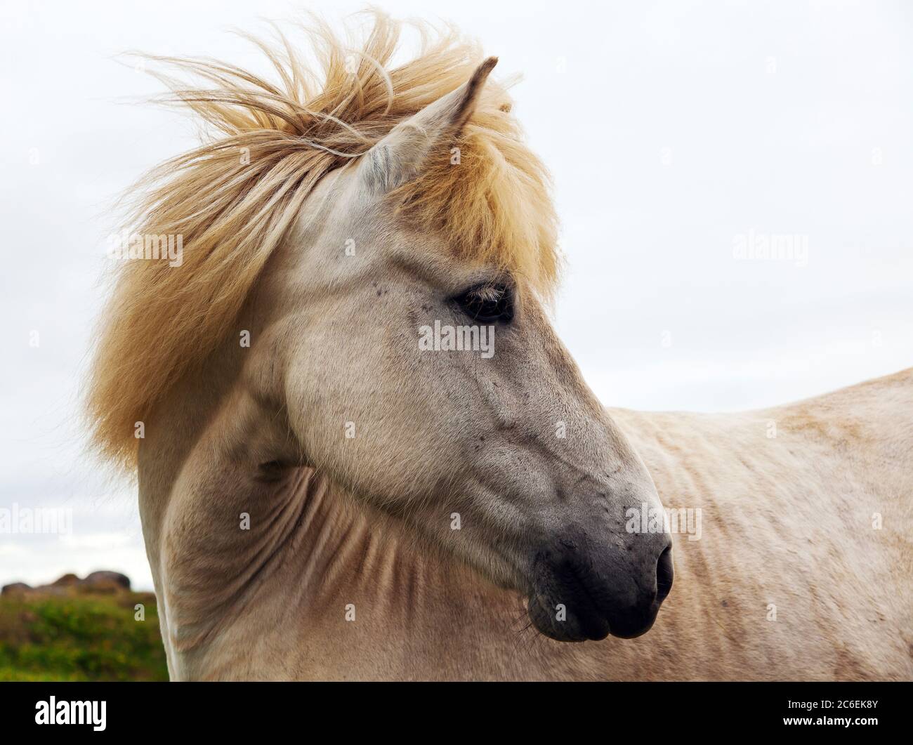 Authentic Icelandic horse, beautiful friendly animal Stock Photo - Alamy