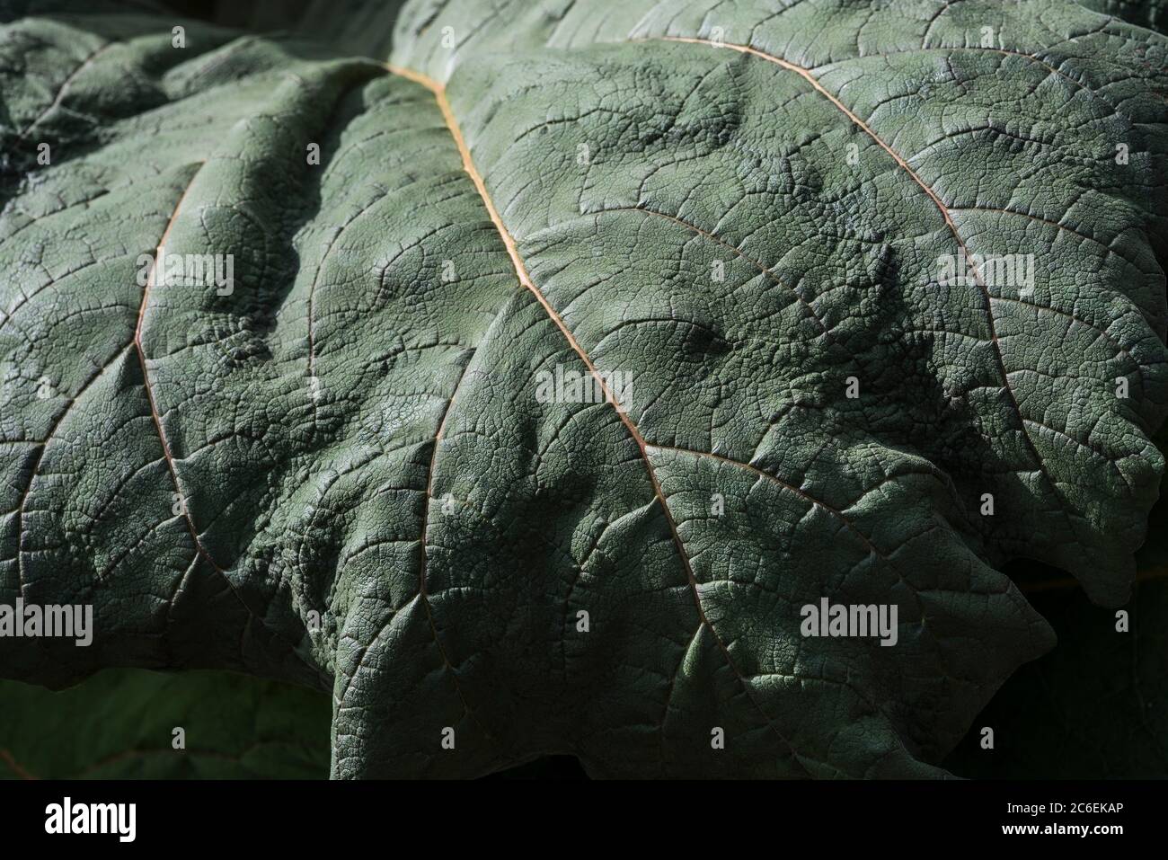 Large leaf rough texture hi-res stock photography and images - Alamy