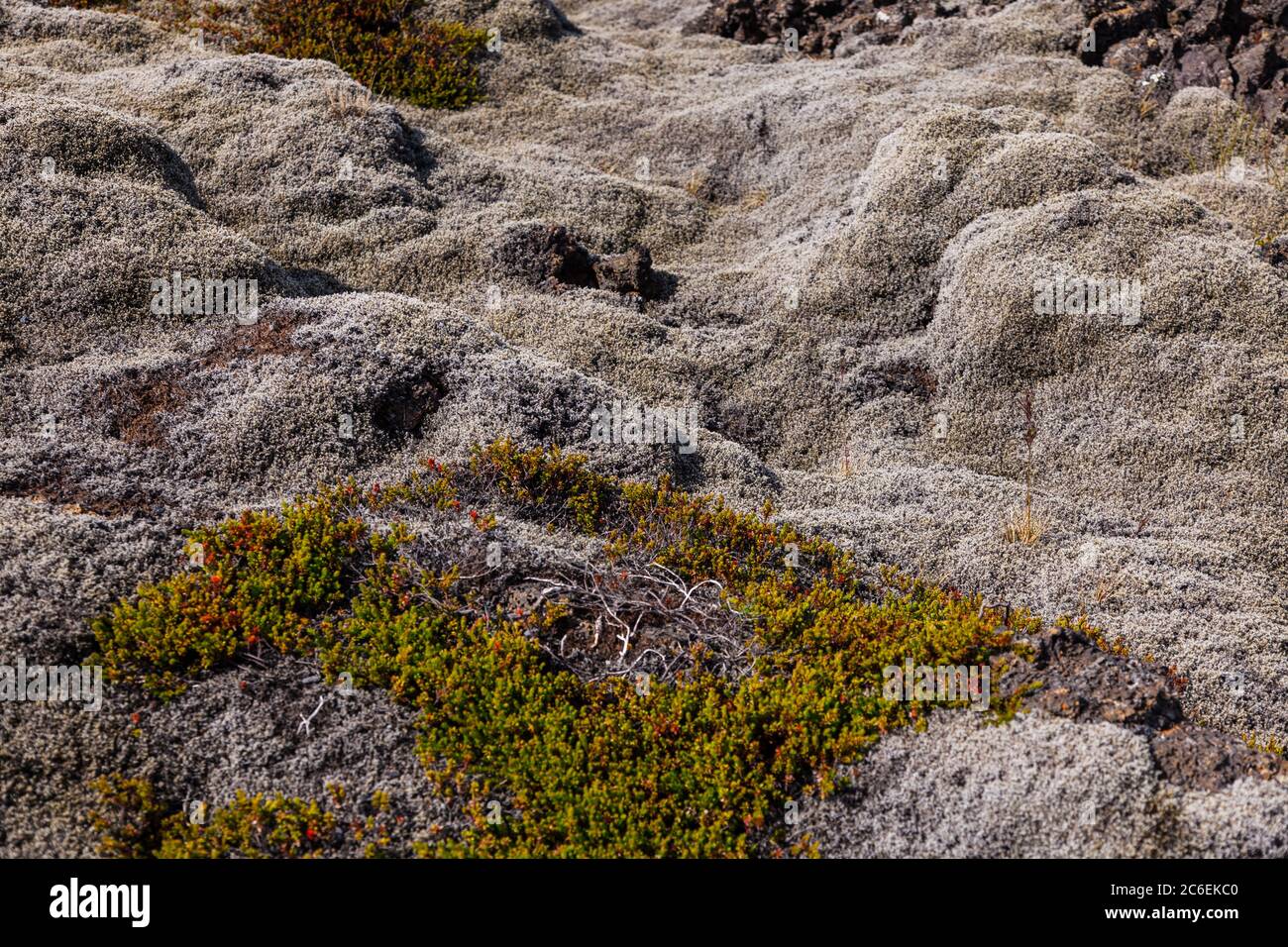 Moss covered lava field - Iceland Stock Photo - Alamy