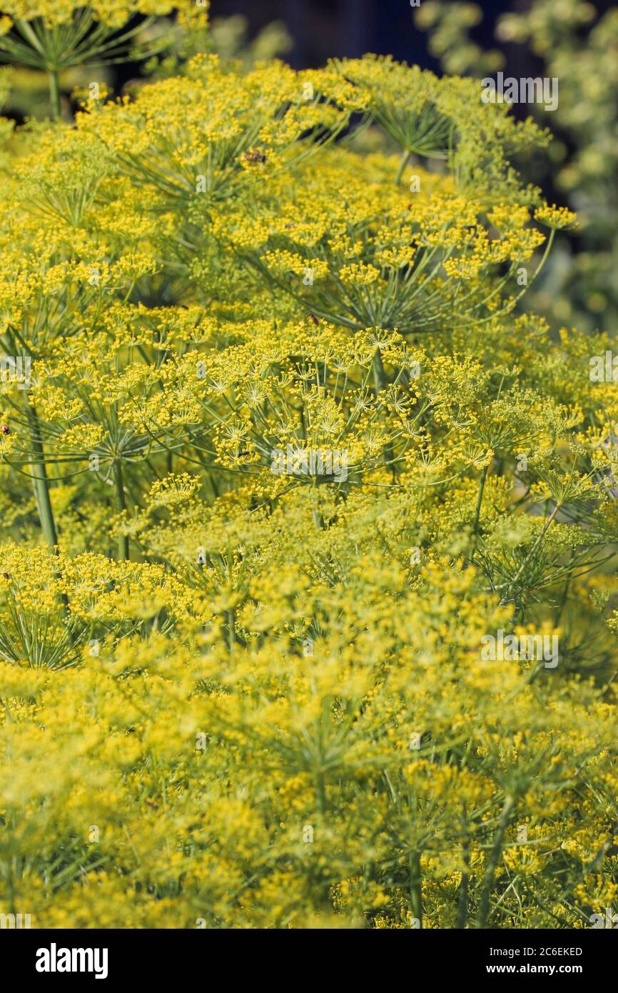 DILL anethum graveolens flowering Stock Photo - Alamy