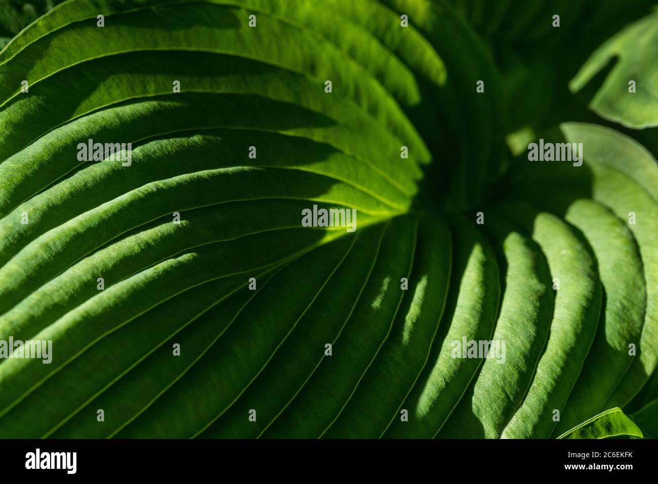 Hosta texture hi-res stock photography and images - Alamy