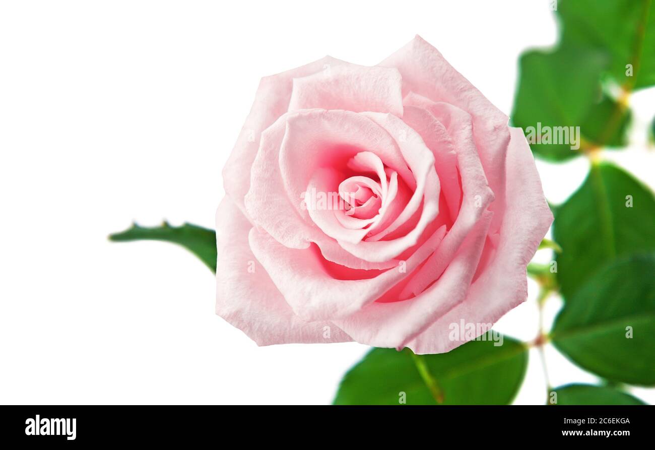 Beautiful pink rose isolated on a white background Stock Photo - Alamy