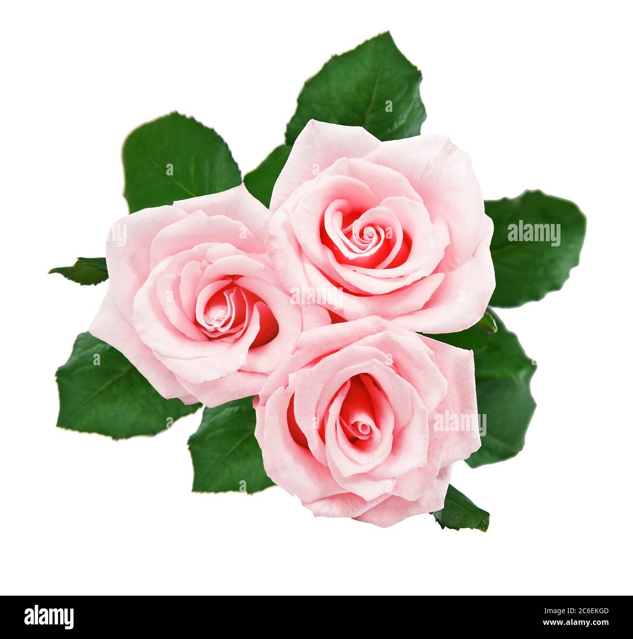 Beautiful three pink rose isolated on a white background Stock Photo ...
