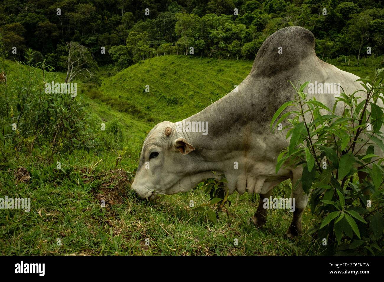 Livestock pasturage hi-res stock photography and images - Alamy