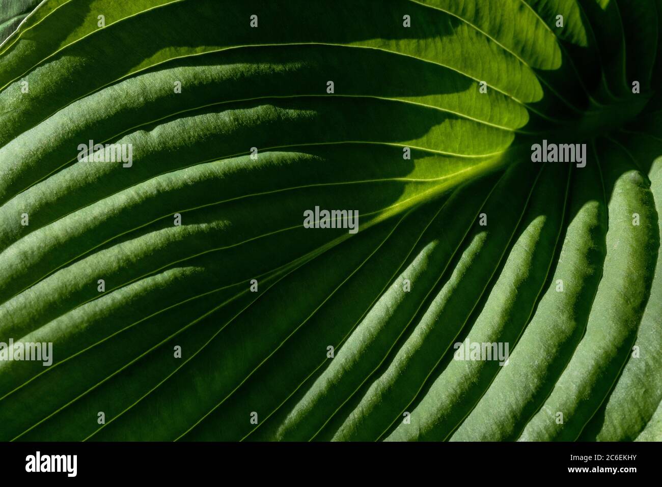 Hosta texture hi-res stock photography and images - Alamy