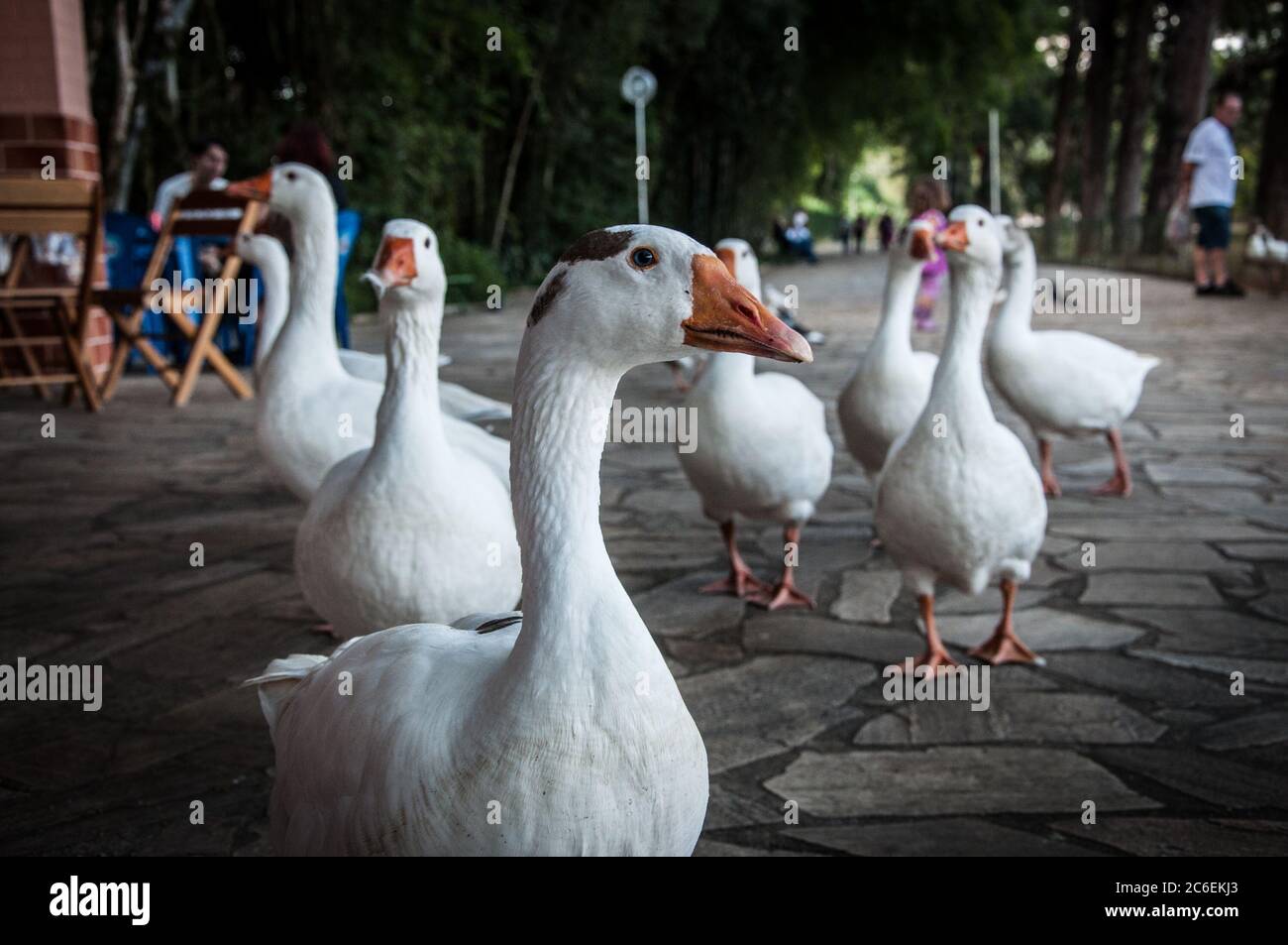 Long neck goose hi-res stock photography and images - Alamy
