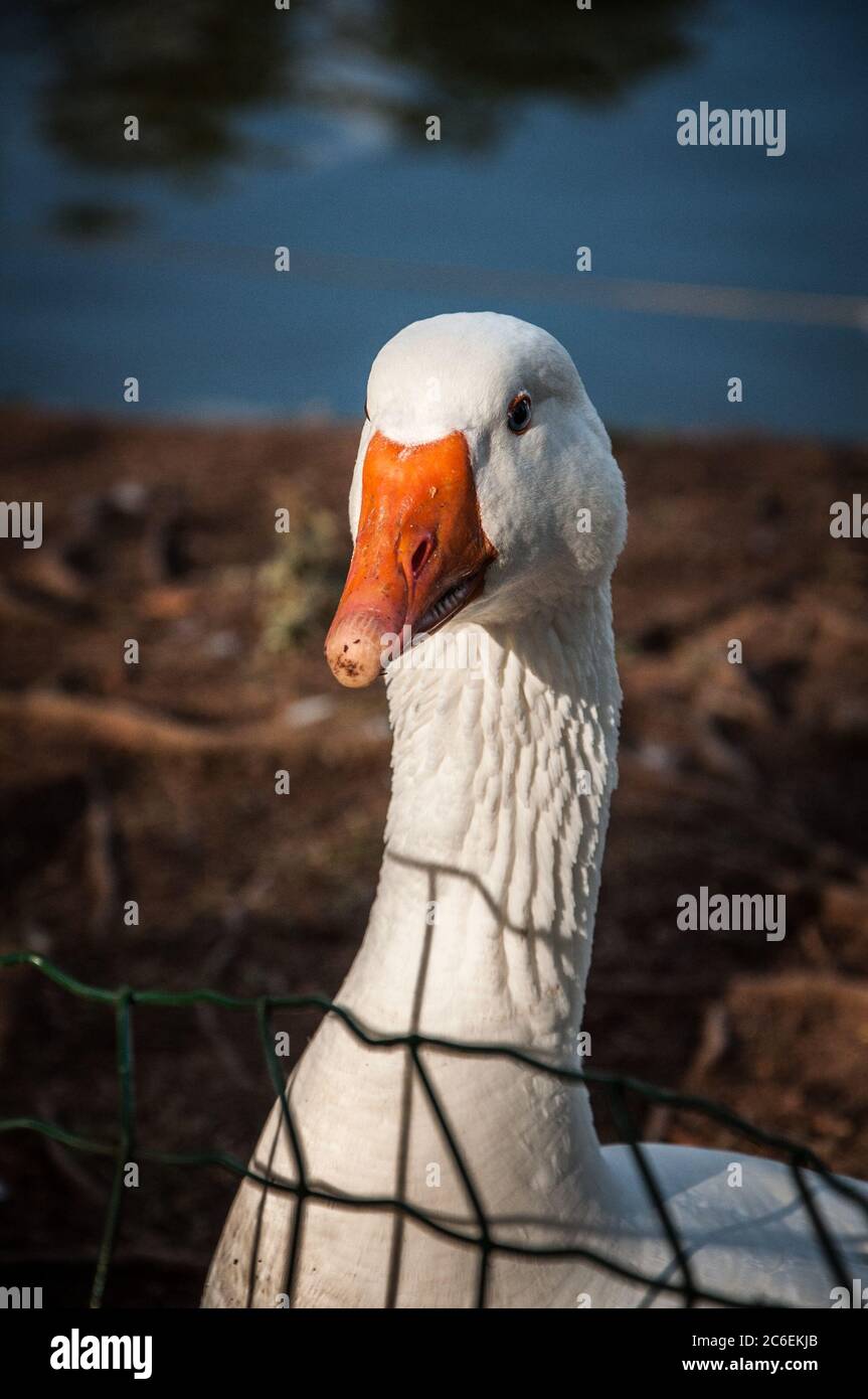 Long neck goose hi-res stock photography and images - Alamy