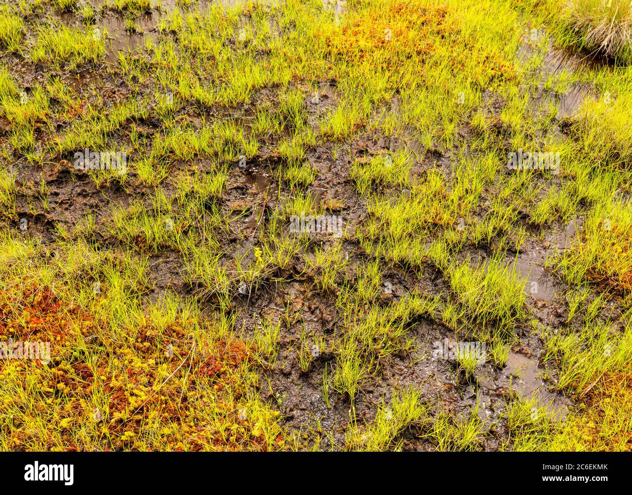 traditional bog vegetation background, bog grass, plants, water, moss ...