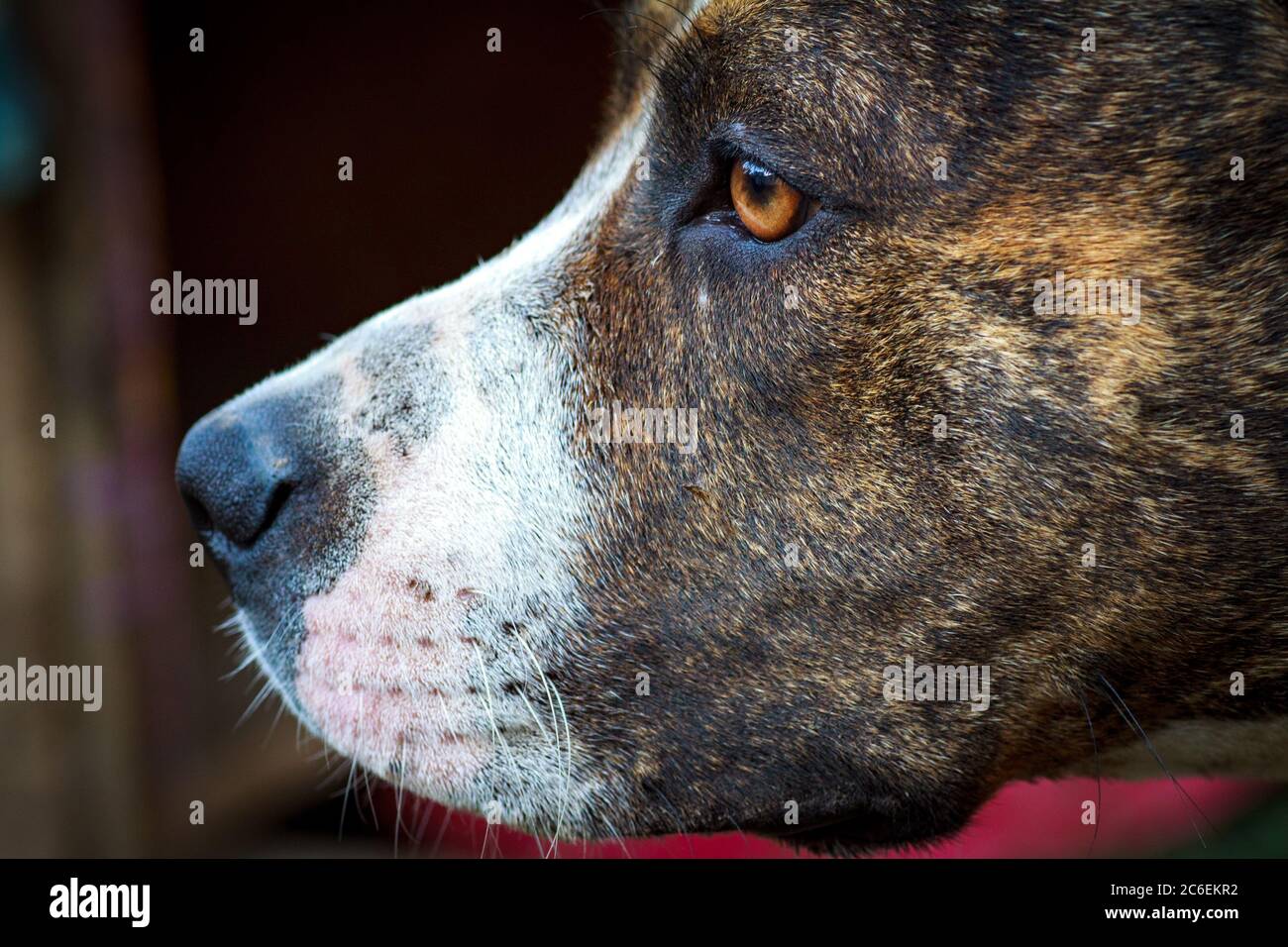 Muzzle of a large evil guard dog with large teeth close-up. The open ...
