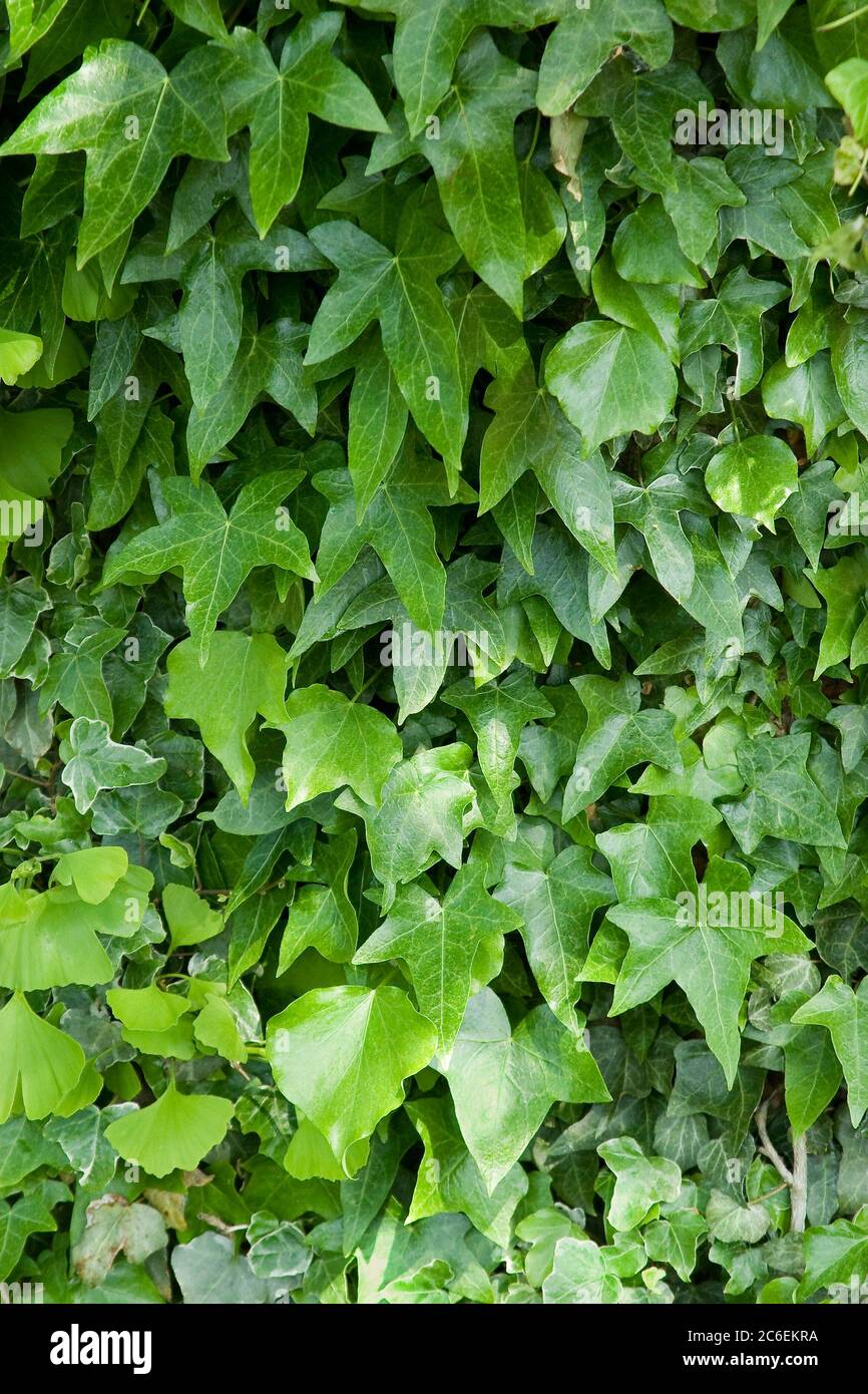 Unlobed leaves hi-res stock photography and images - Alamy