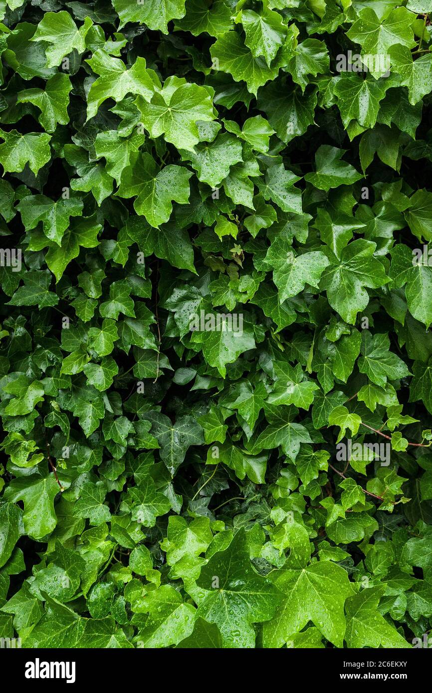 Unlobed leaves hi-res stock photography and images - Alamy