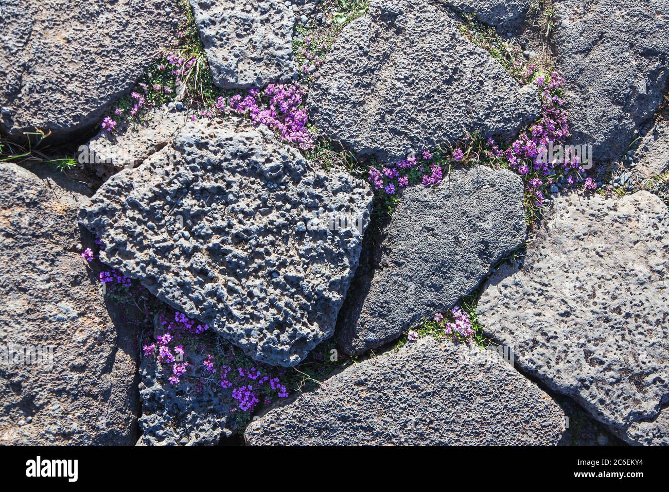 Volcanic desert wasteland flora Stock Photo - Alamy
