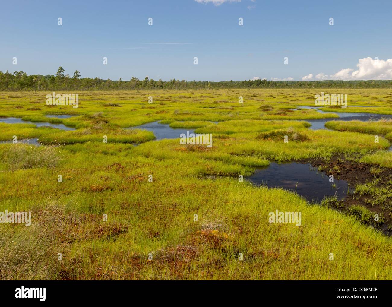 Traditional bog landscape on a summer day, bog vegetation, windy ...