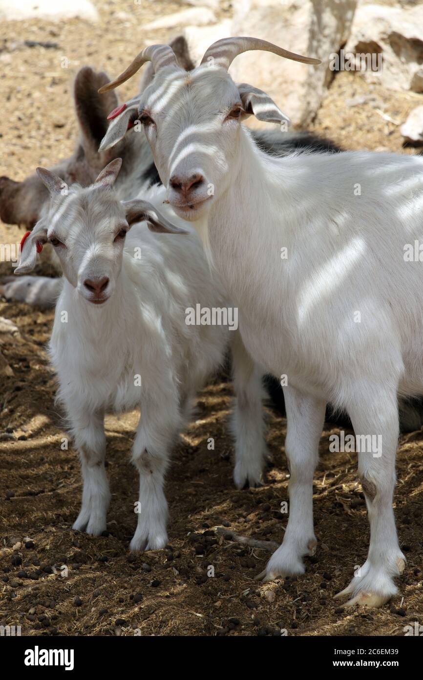 Goat and his kid on Alpaca farm near Mizpe Ramon. Israel Stock Photo ...