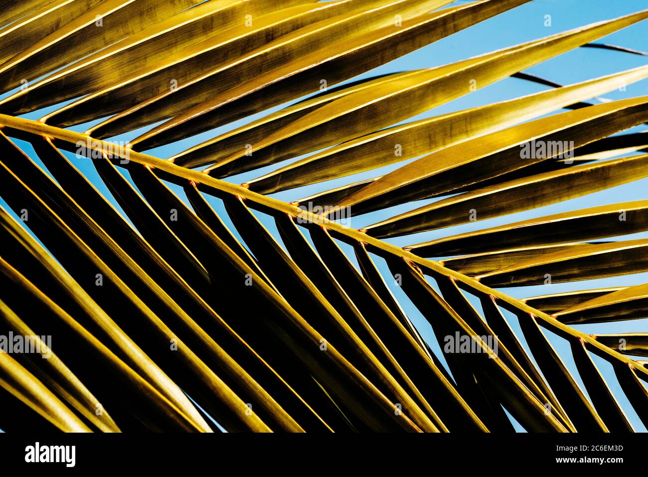 High contrast close up of a golden yellow palm leaf. Palm D'Or Stock ...
