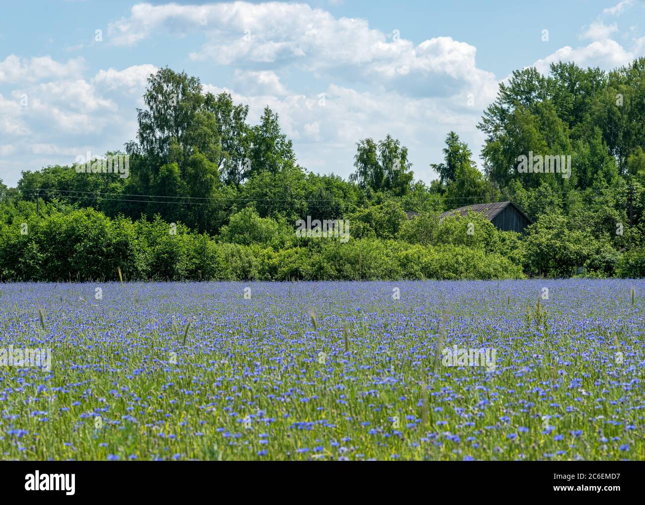 sunny summer landscape with blue cornflower field, wallpapers ...