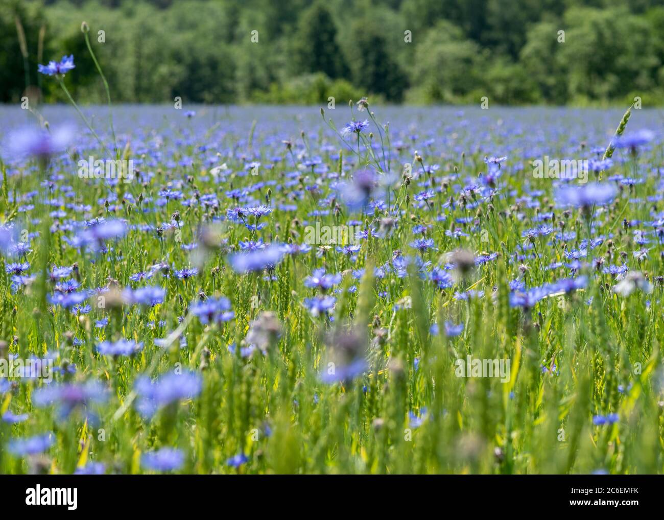 sunny summer landscape with blue cornflower field, wallpapers ...