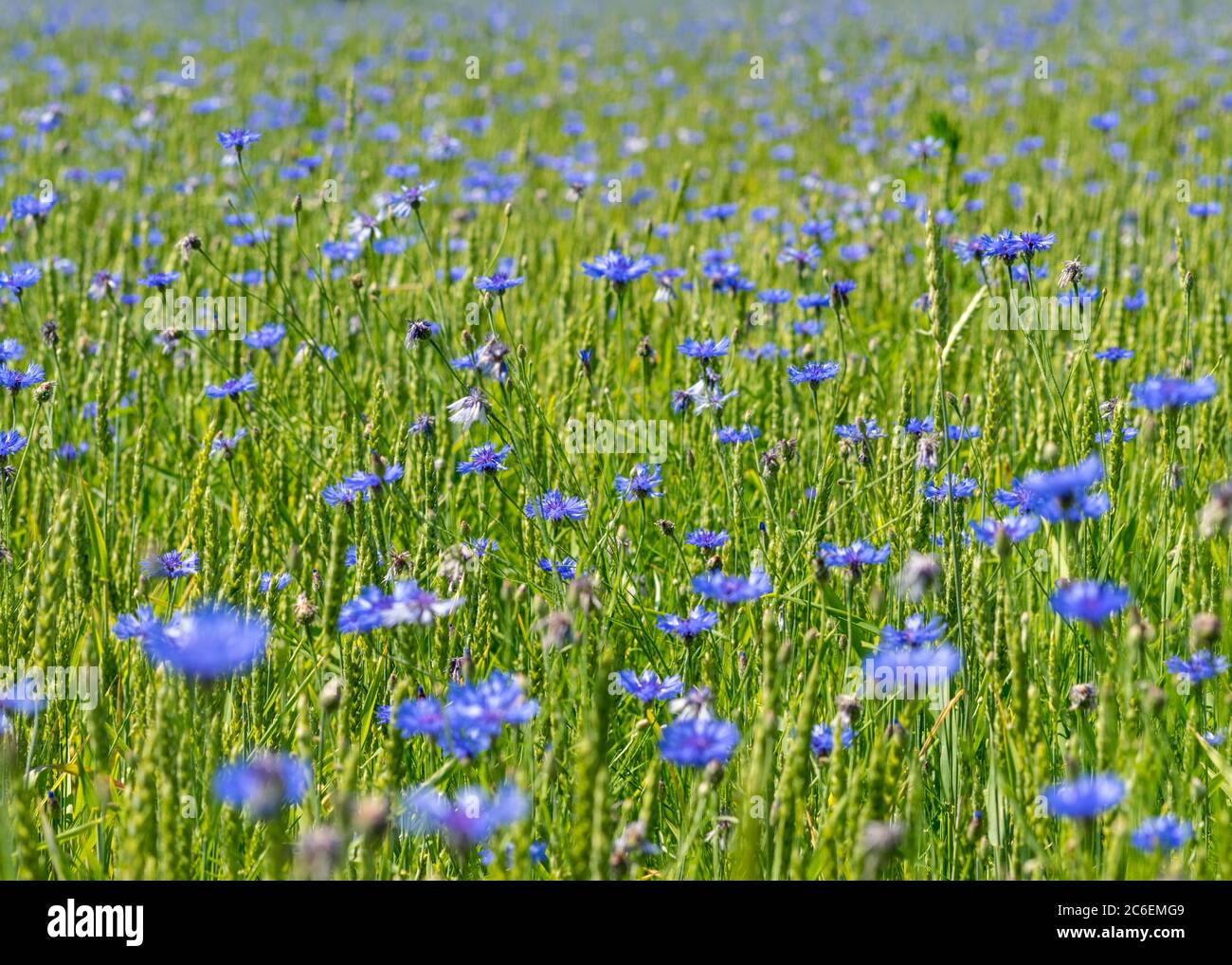 Cornflower Field