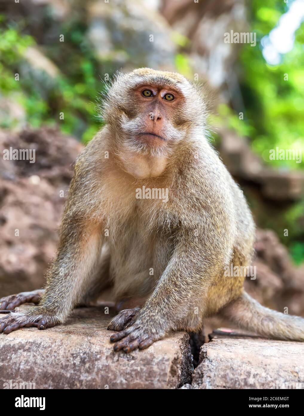 Monkey funny face hi-res stock photography and images - Alamy