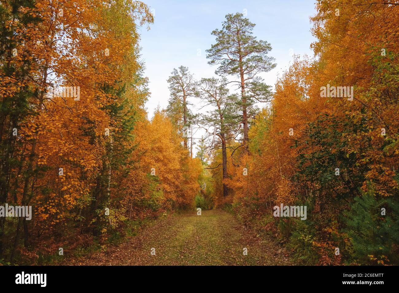 Wilting Tree High Resolution Stock Photography and Images - Alamy