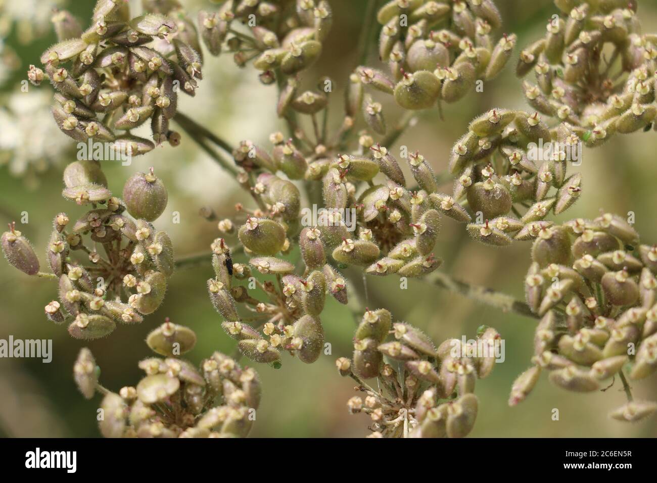 Hogweed seed pods hi-res stock photography and images - Alamy